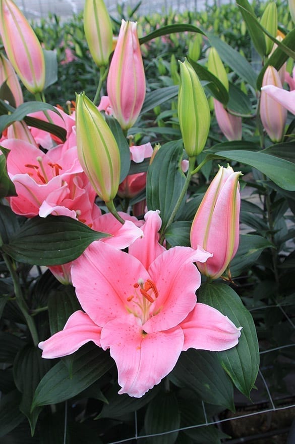 Renesi | Onings Holland Flowerbulbs