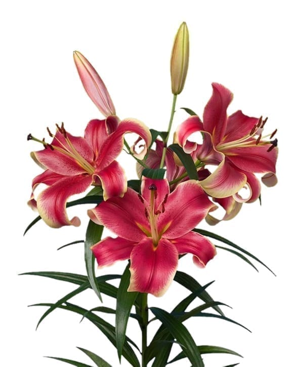 African Lady | Onings Holland Flowerbulbs