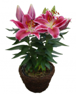 After Eight | Onings Holland Flowerbulbs