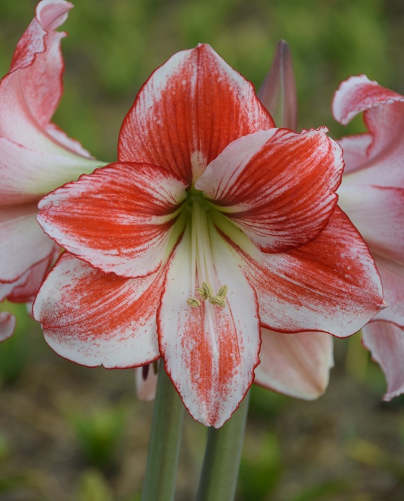 Tabledance | Onings Holland Flowerbulbs