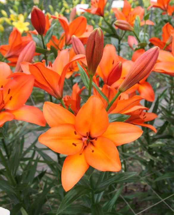 Amateras | Onings Holland Flowerbulbs