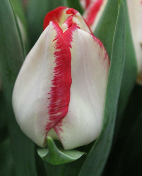 Aquarel | Onings Holland Flowerbulbs
