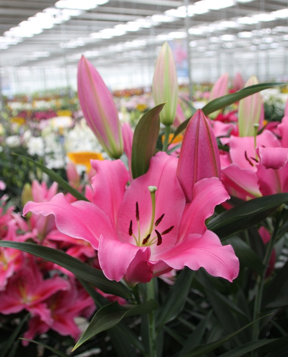 Arcato | Onings Holland Flowerbulbs