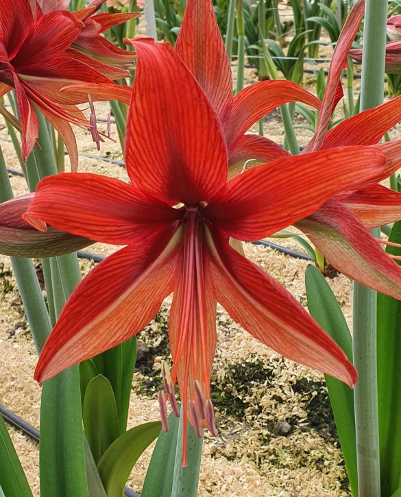 Bogota | Onings Holland Flowerbulbs