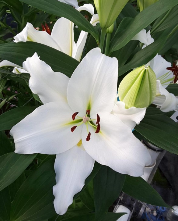 Capivara | Onings Holland Flowerbulbs