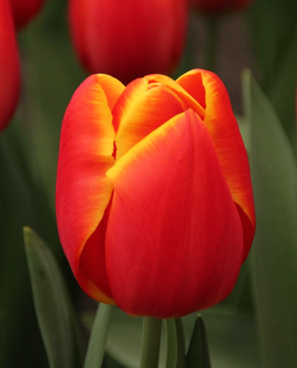 Choice | Onings Holland Flowerbulbs