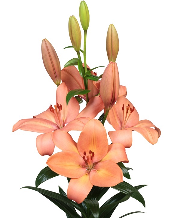 Coral Sunset | Onings Holland Flowerbulbs
