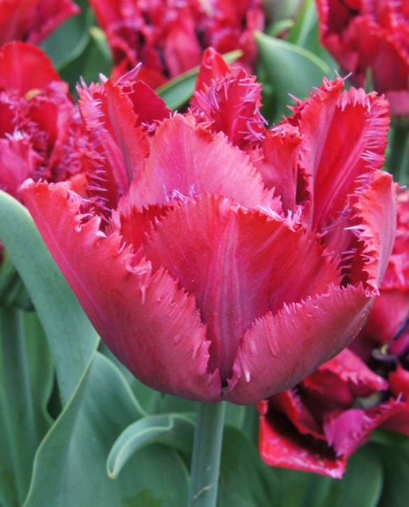 Cranberry Tristle | Onings Holland Flowerbulbs