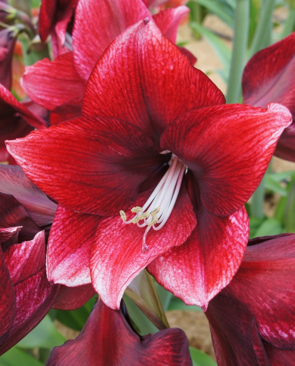 Daphne | Onings Holland Flowerbulbs