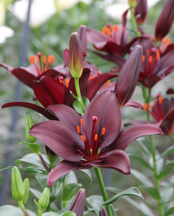 Dark Secret | Onings Holland Flowerbulbs