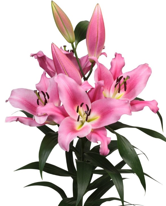 Daylight | Onings Holland Flowerbulbs