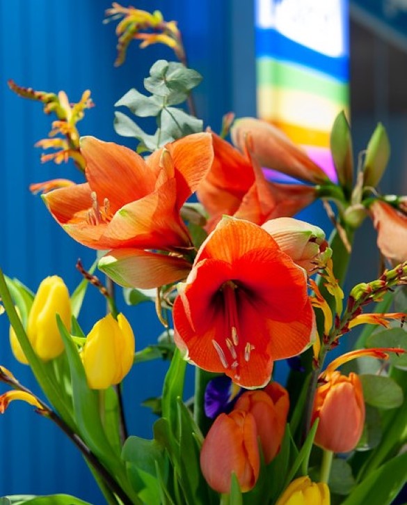 Desire | Onings Holland Flowerbulbs