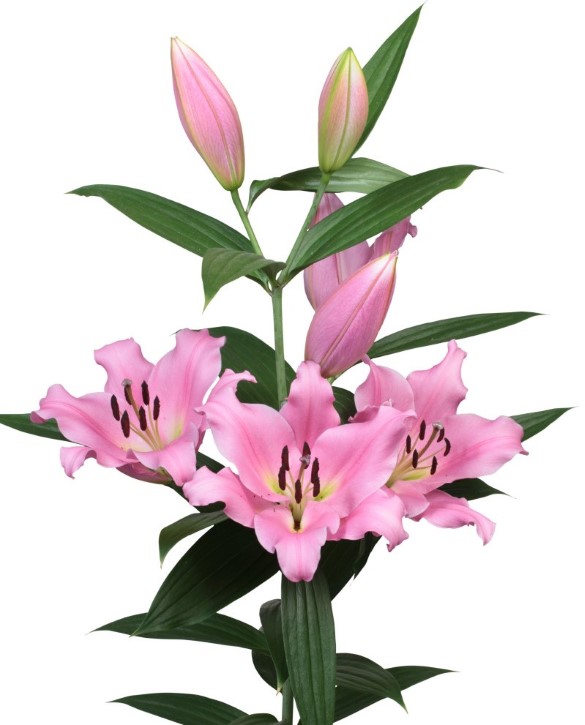 Dharini | Onings Holland Flowerbulbs