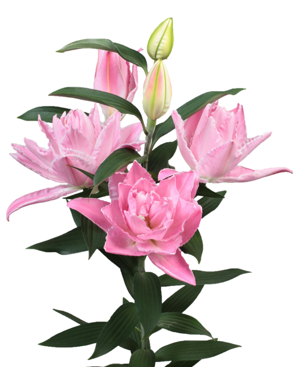 Double Diamond | Onings Holland Flowerbulbs