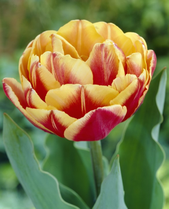 Double Focus | Onings Holland Flowerbulbs