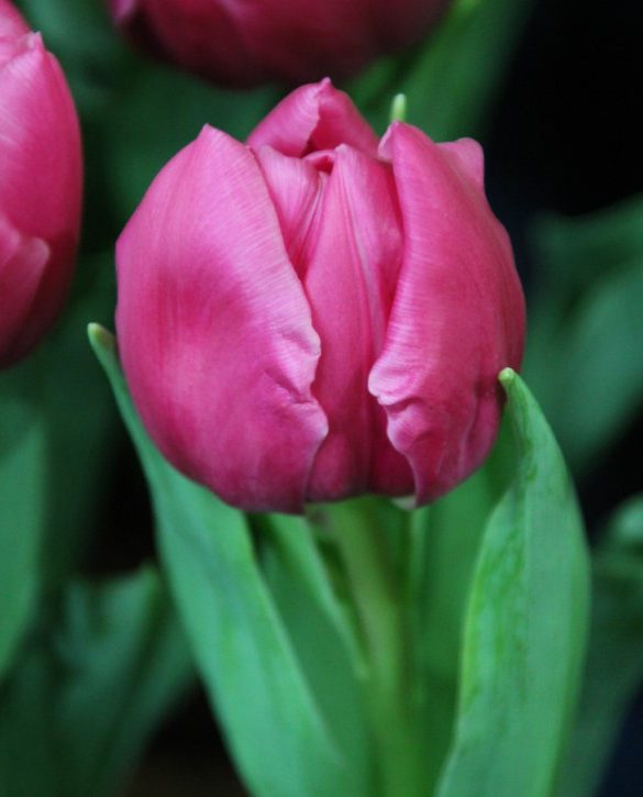 Double Princess | Onings Holland Flowerbulbs