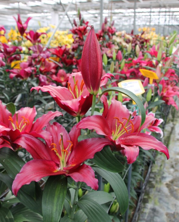 Edine | Onings Holland Flowerbulbs