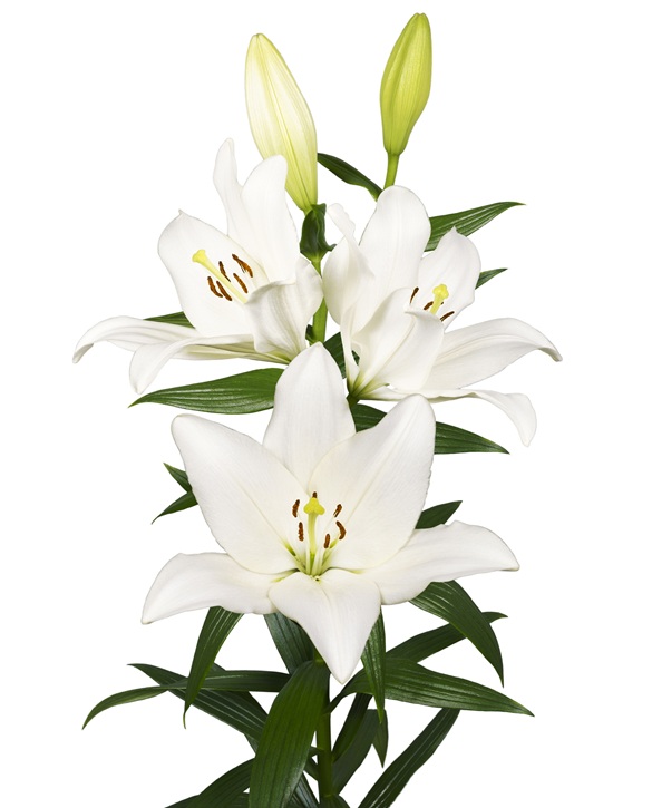 Erinome | Onings Holland Flowerbulbs