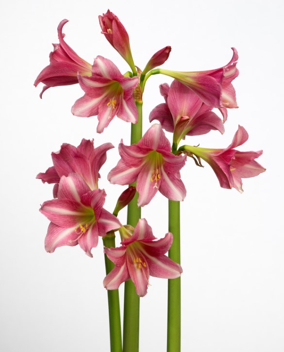 Estella | Onings Holland Flowerbulbs