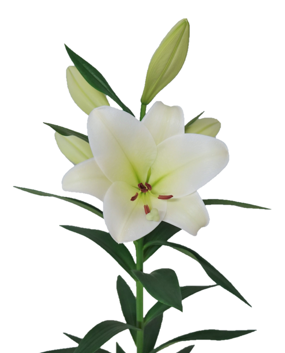 Excite | Onings Holland Flowerbulbs