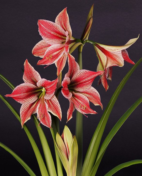 Exotic Star | Onings Holland Flowerbulbs
