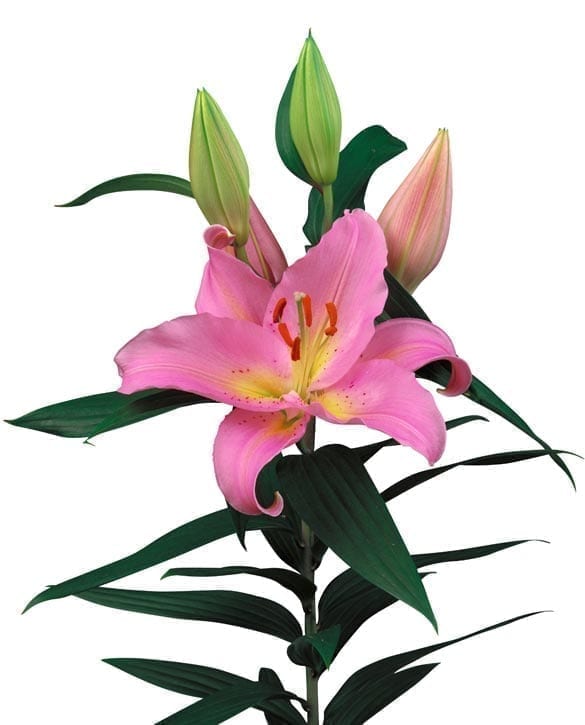 Fenice | Onings Holland Flowerbulbs