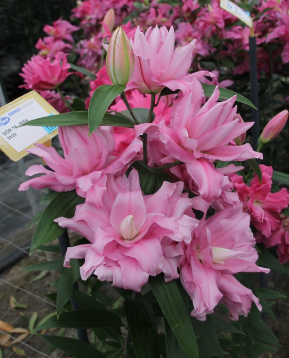 Fiorentina | Onings Holland Flowerbulbs