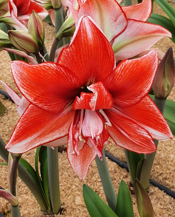 Flamed Amadeus | Onings Holland Flowerbulbs