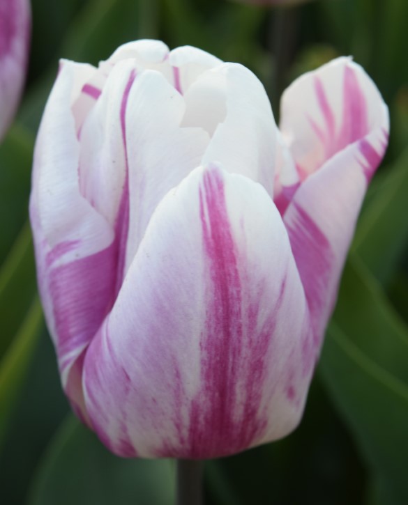 Flaming Prince | Onings Holland Flowerbulbs