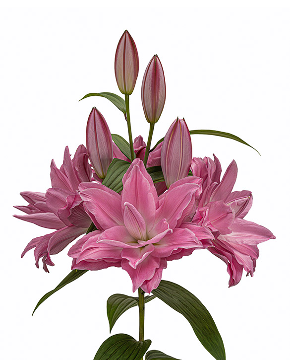 Lucky Power | Onings Holland Flowerbulbs