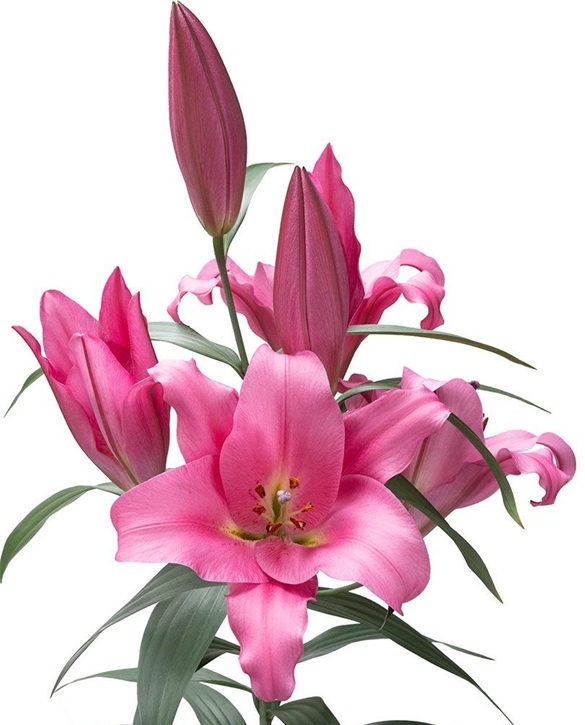 Pink Goddess | Onings Holland Flowerbulbs