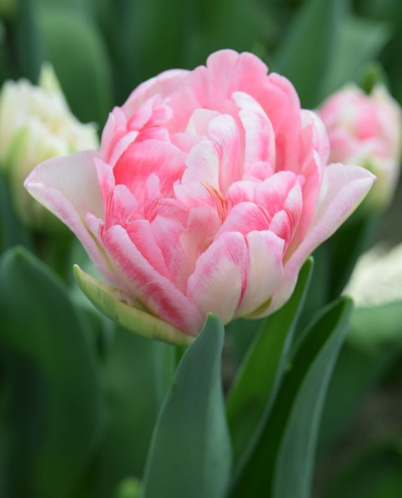 Foxtrot | Onings Holland Flowerbulbs