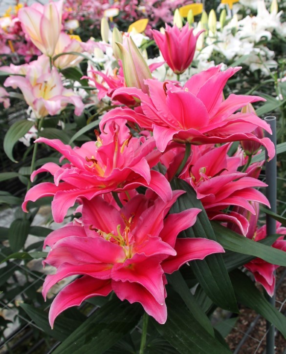 Grand Amour | Onings Holland Flowerbulbs