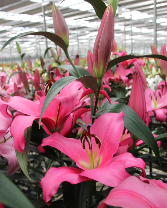 Groove | Onings Holland Flowerbulbs