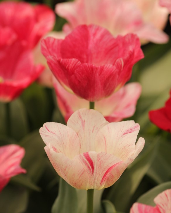 Hemisphere | Onings Holland Flowerbulbs