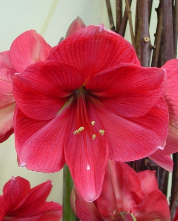 Hercules | Onings Holland Flowerbulbs