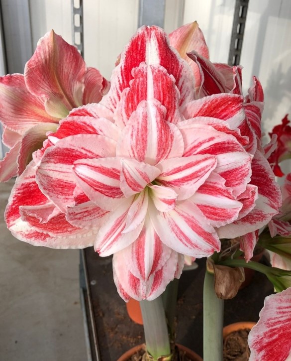 Amazing Belle Onings Holland Flowerbulbs