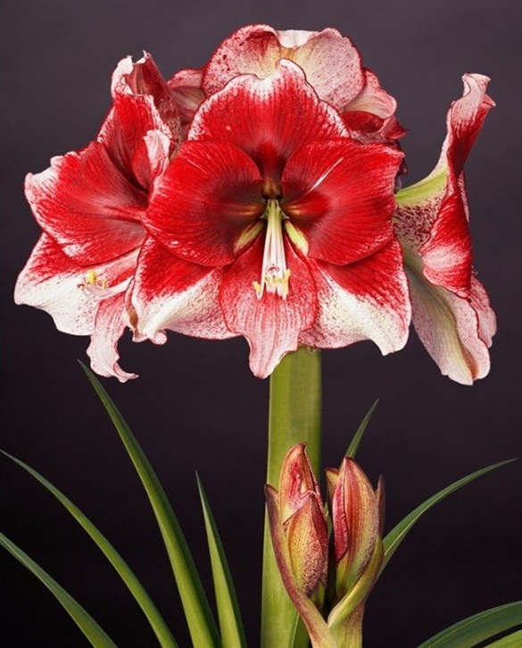 American Dream | Onings Holland Flowerbulbs