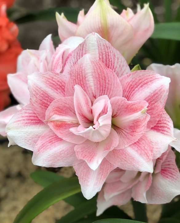 Candy Belle | Onings Holland Flowerbulbs