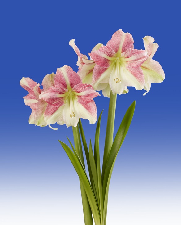 Candy Star Onings Holland Flowerbulbs