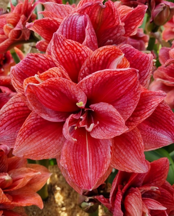 Cherry Amadeus | Onings Holland Flowerbulbs