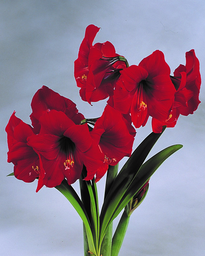 Floris Hekker | Onings Holland Flowerbulbs