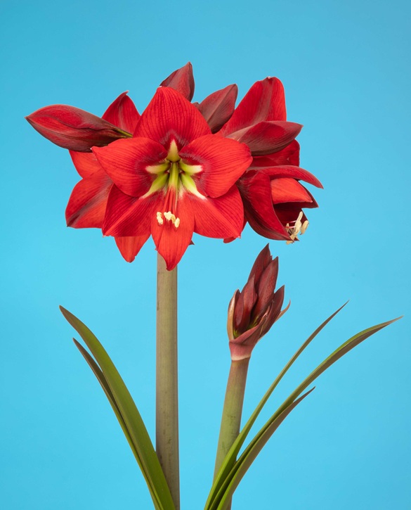 Ibiza | Onings Holland Flowerbulbs