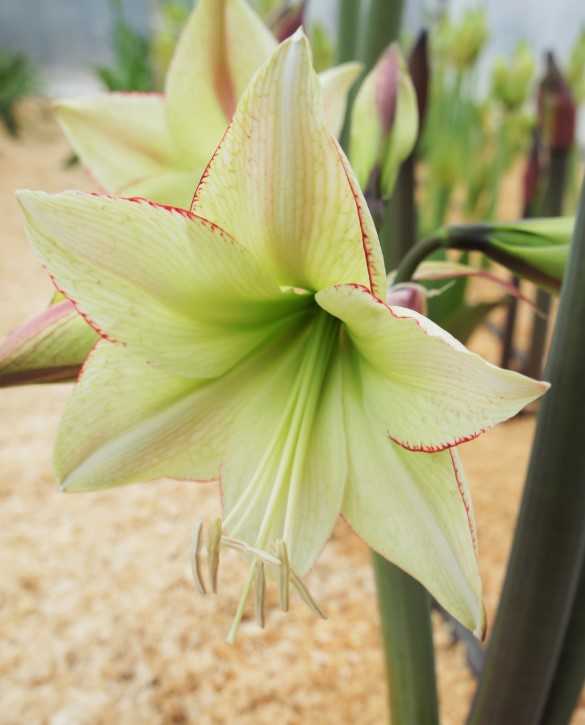 Lemon Cream | Onings Holland Flowerbulbs