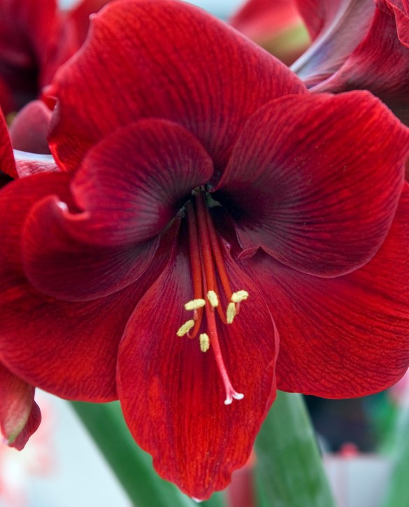 Magnum | Onings Holland Flowerbulbs