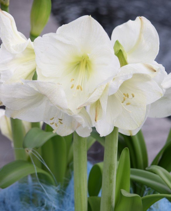 Moscow | Onings Holland Flowerbulbs