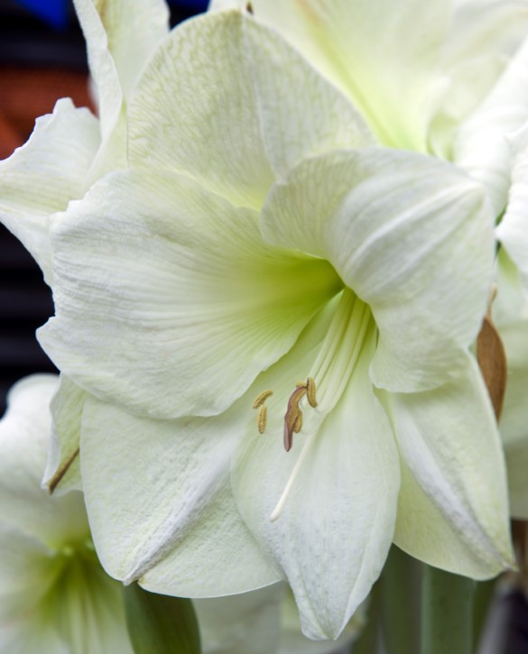 Moscow | Onings Holland Flowerbulbs