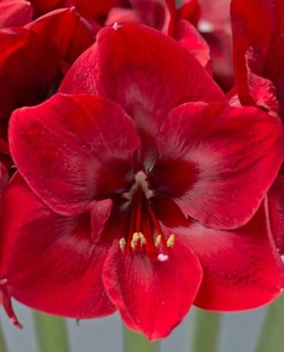 Premiere | Onings Holland Flowerbulbs