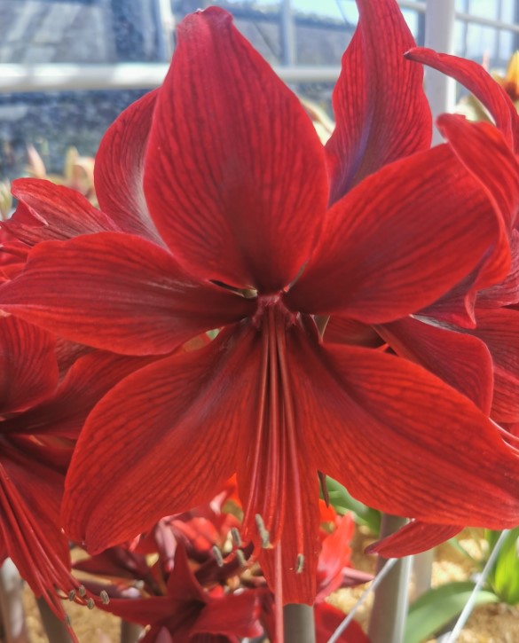 Red Amazone | Onings Holland Flowerbulbs