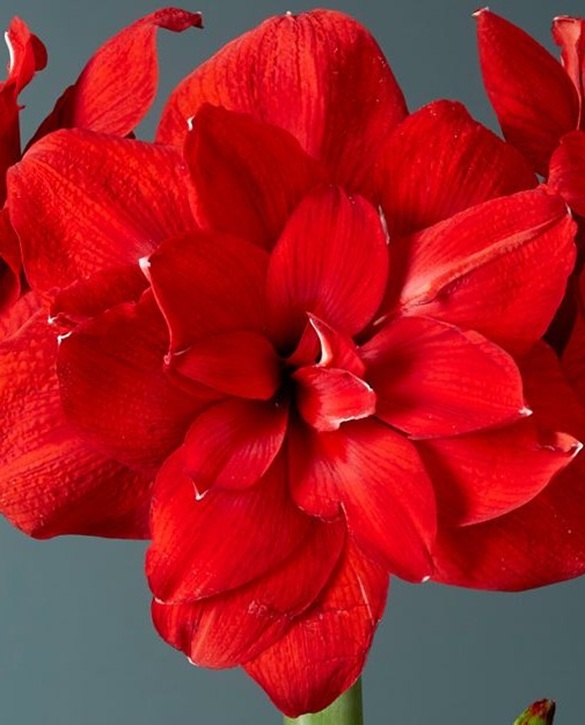 Red Glory | Onings Holland Flowerbulbs